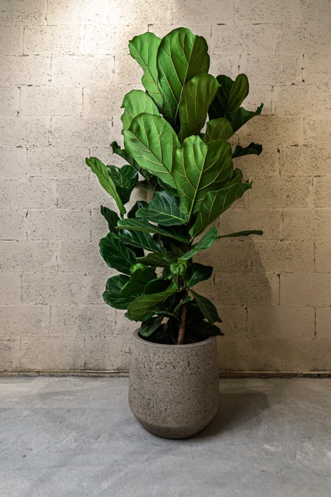 Ficus lyrata – Paloma l'atelier